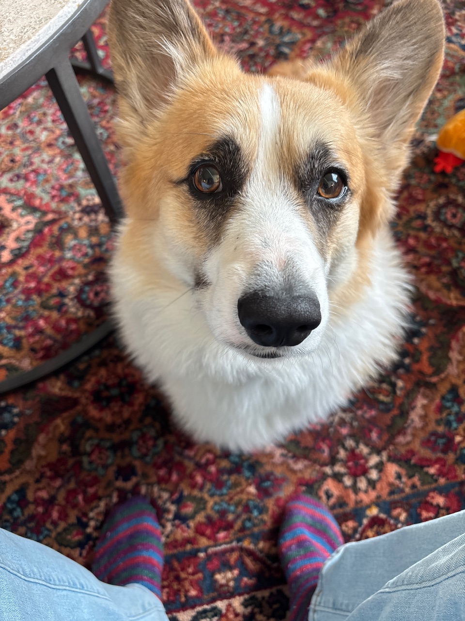 Dumb corgi tricks – The Knitting Doctor